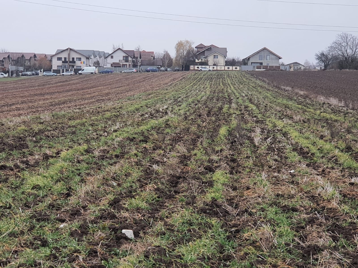 Teren Comuna Berceni, Loturi Strada Primaverii Se ofera spre - anuntul.ro