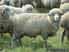 Vand oi Merinos, lichidare stoc Vand oi merinos cu cert - anuntul.ro