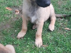 Vand pui Malinois. Sunt un pui de malinois frumusel - anuntul.ro