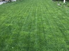 Angajare Gradinar Caut ingrijitor curte si gradina! Angajam o pe ...