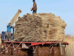 Stuf acoperis, garduri, umbrele - anuntul.ro