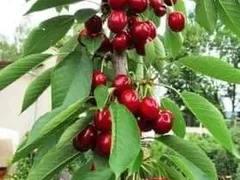 Pomi fructiferi columnari calitate superioara Pomi Fruc - anuntul.ro