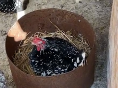 Pasari rare in Romania Chabo Bobat de vanzare - anuntul.ro