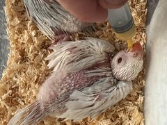 Diverse specii de papagali si cinteze Vand diverse spec - anuntul.ro