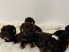 Catelusi Teckel de vanzare Catelusi rasa Teckel cu pete - anuntul.ro